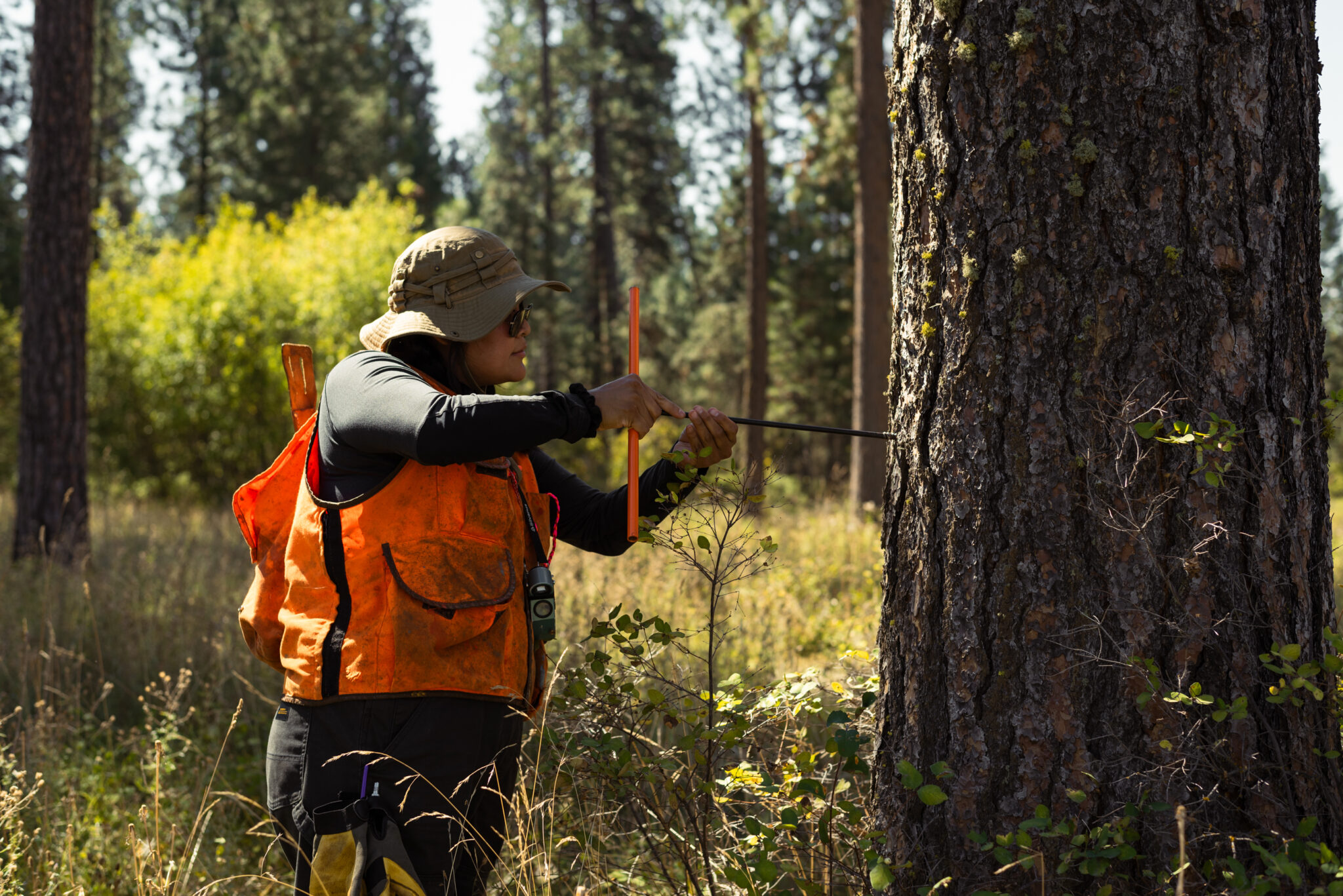 Timber Sales | Confederated Salish Kootenai Tribes