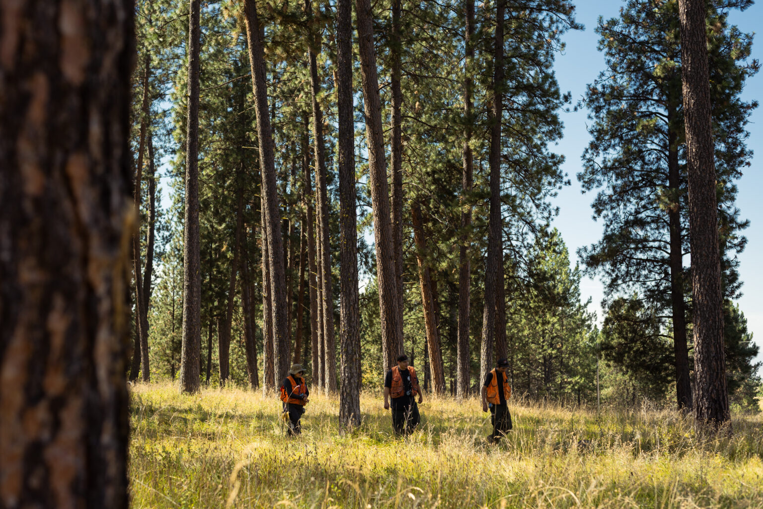 Forestry | Confederated Salish & Kootenai Tribes