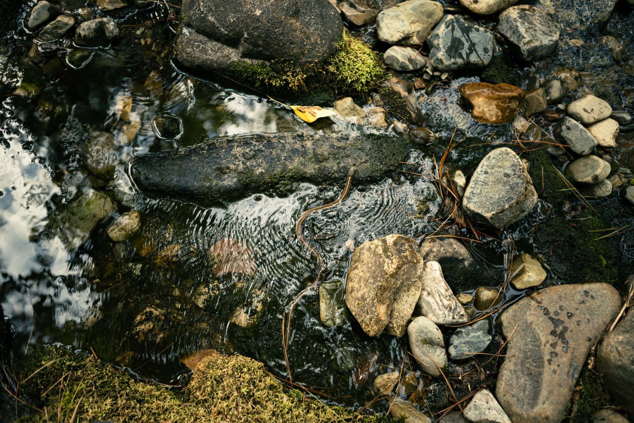 Division of Environmental Protection