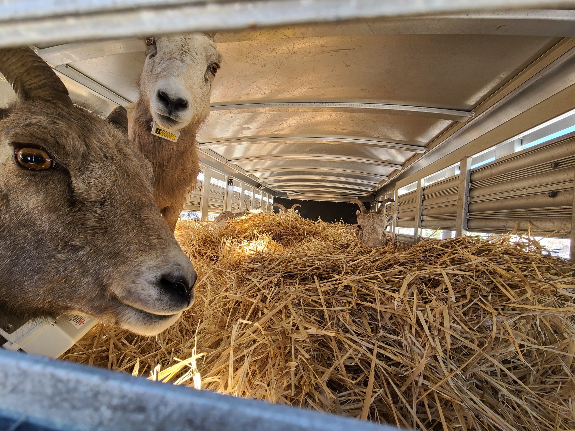 Wildlife Management Program | Confederated Salish Kootenai