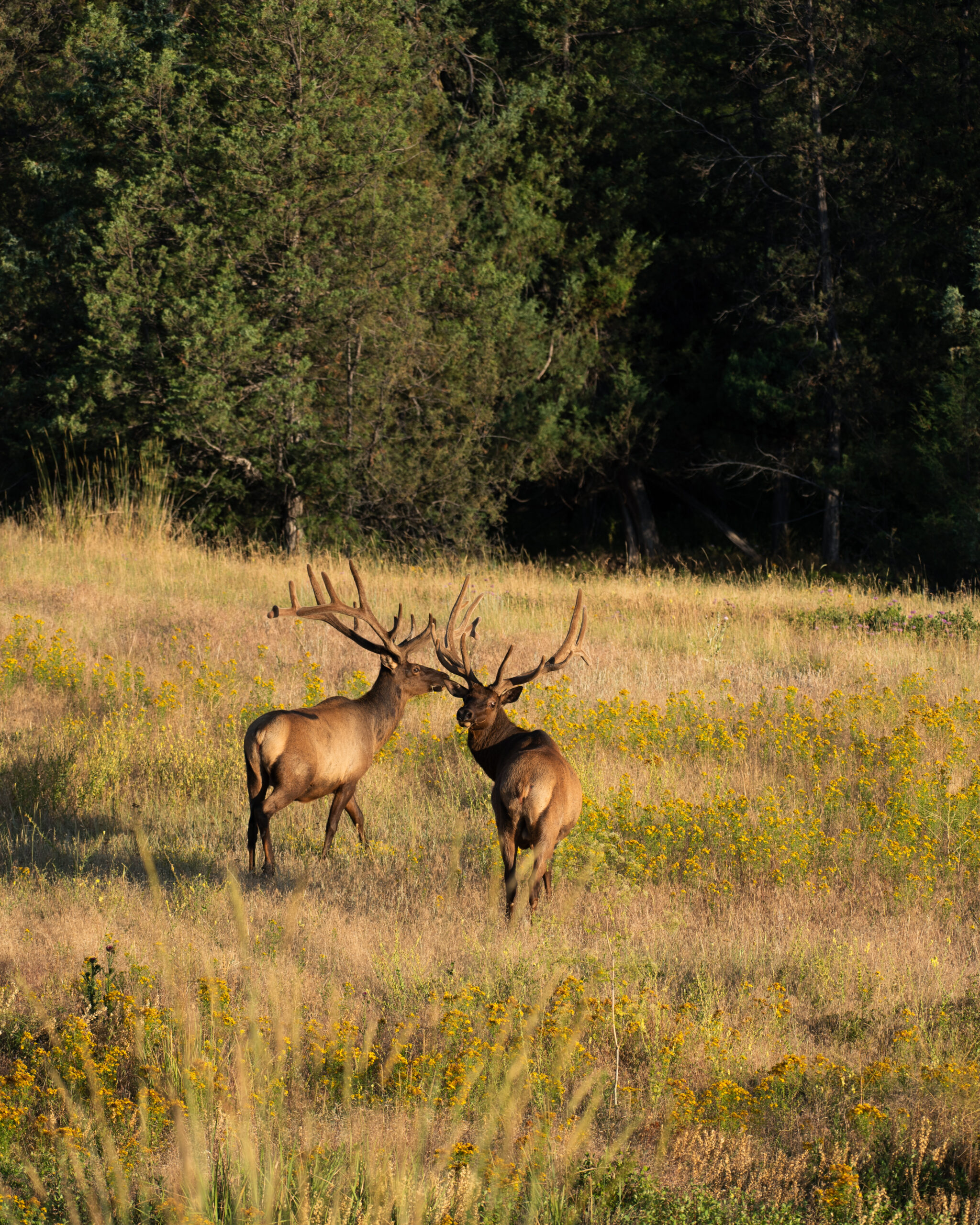 Wildland Recreation | Confederated Salish Kootenai Tribes