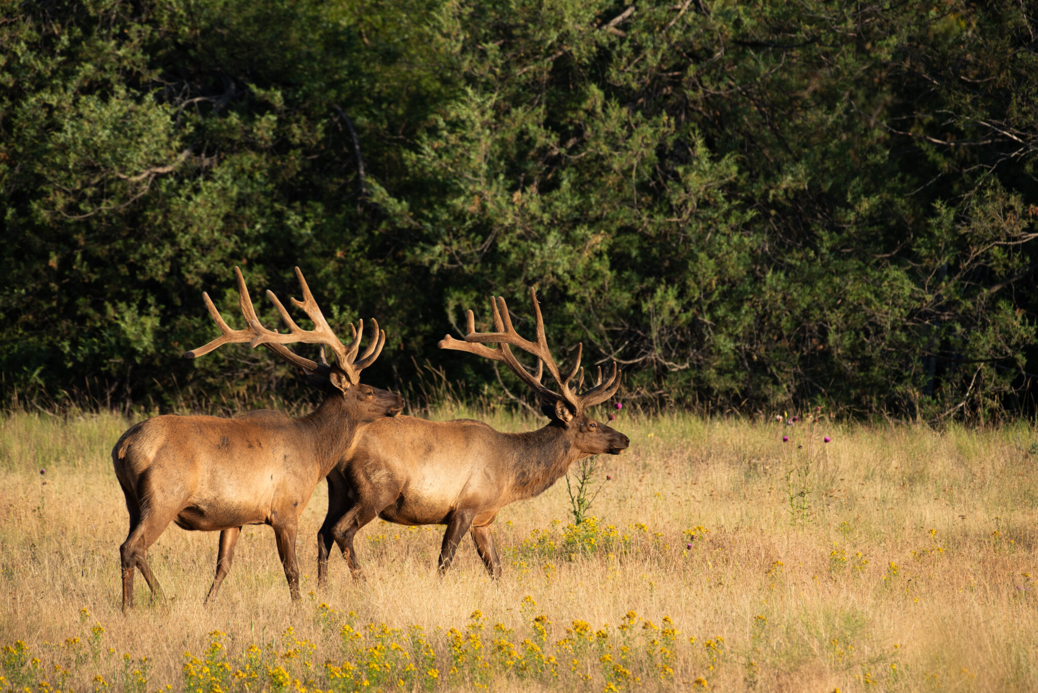 Wildlife Management Program | Confederated Salish Kootenai