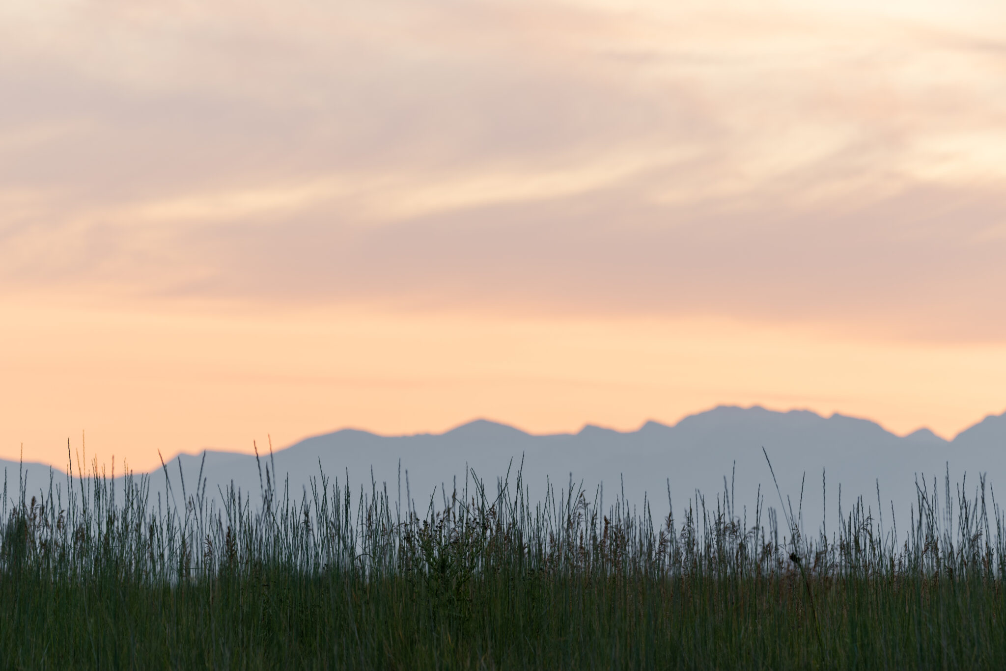 Pheasant Hunting Season Opens - Confederated Salish & Kootenai Tribes