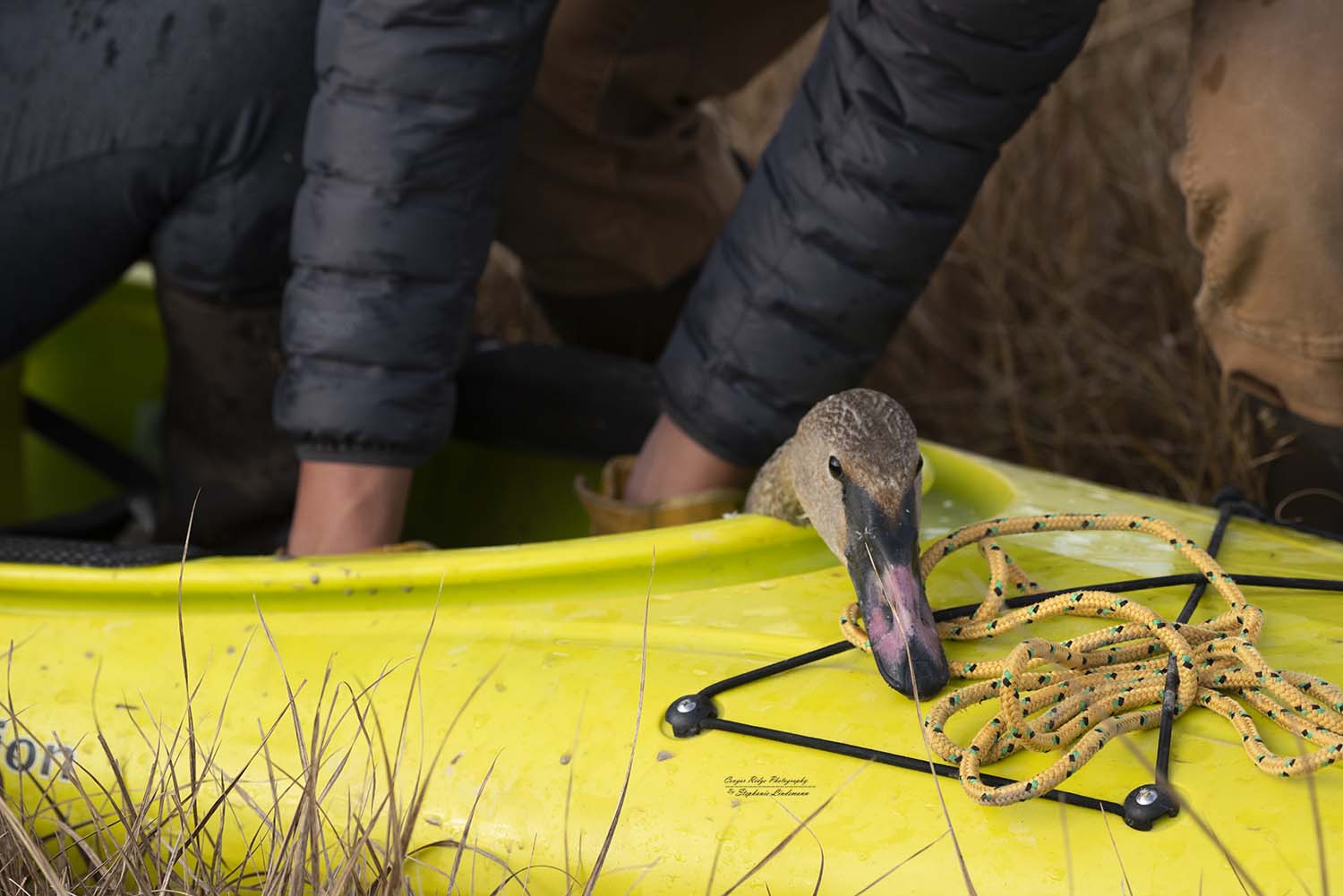 Wildlife Management Program | Confederated Salish Kootenai