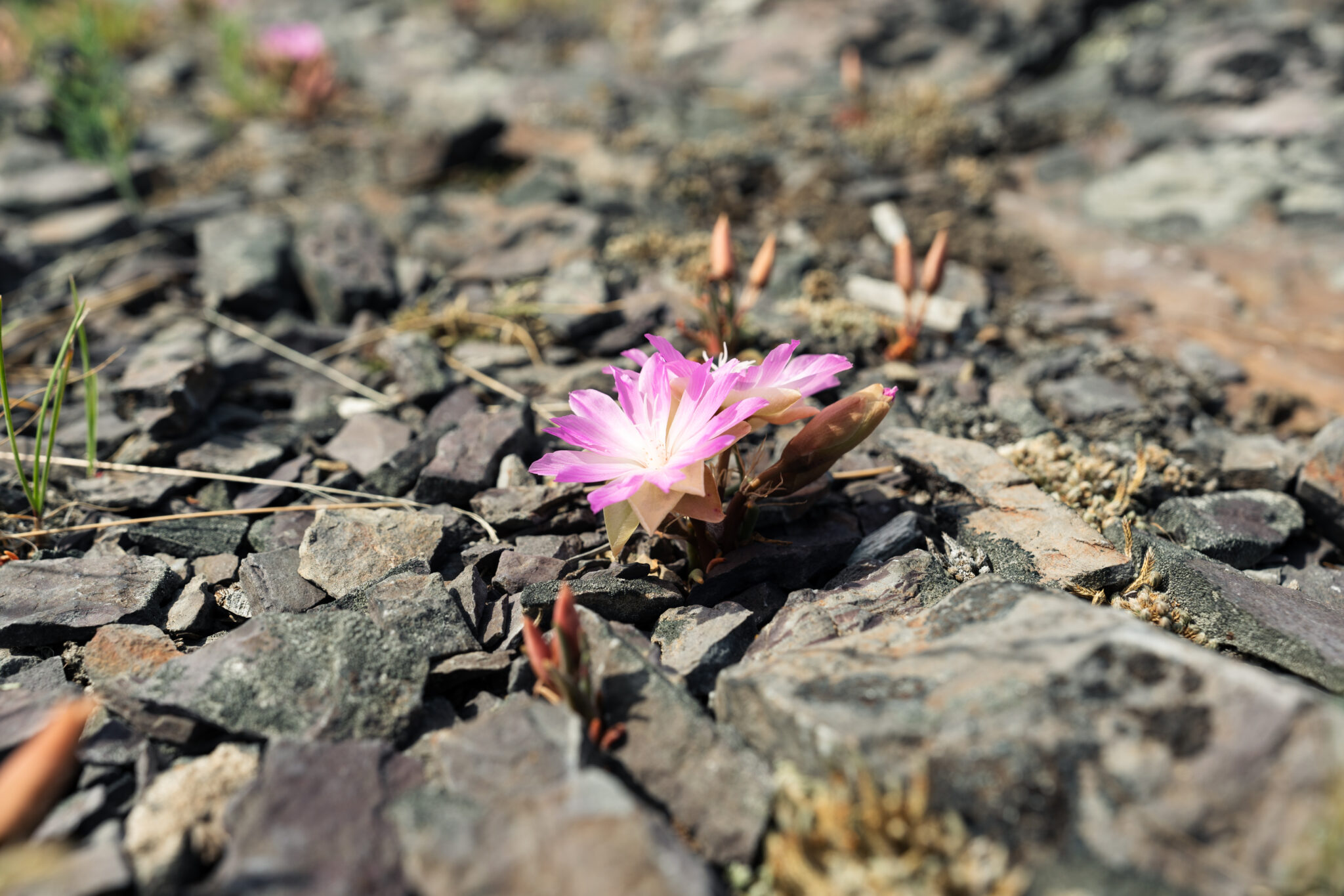 Preservation | Confederated Salish & Kootenai Tribes