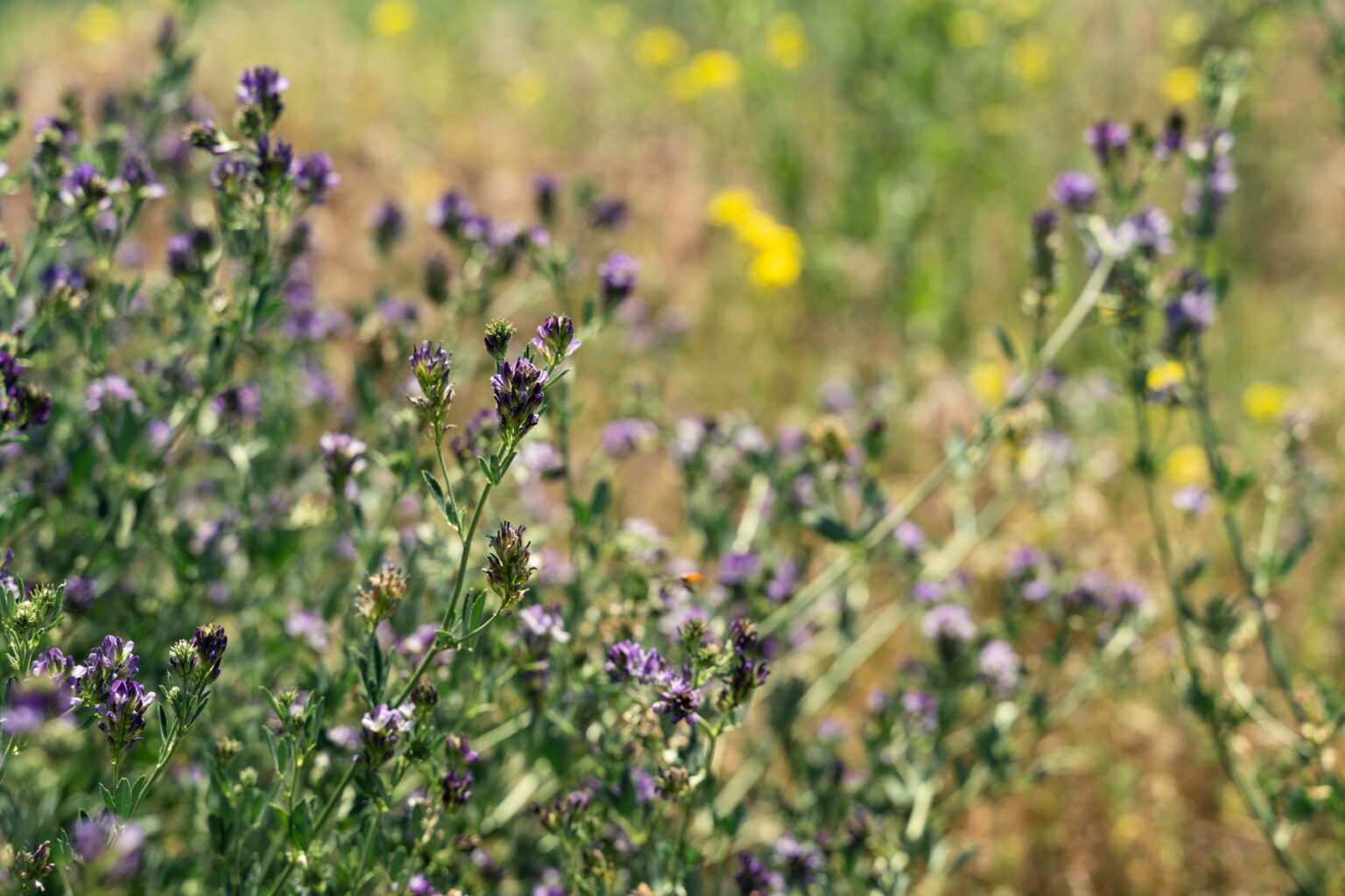 Natural Resources | Confederated Salish & Kootenai Tribes