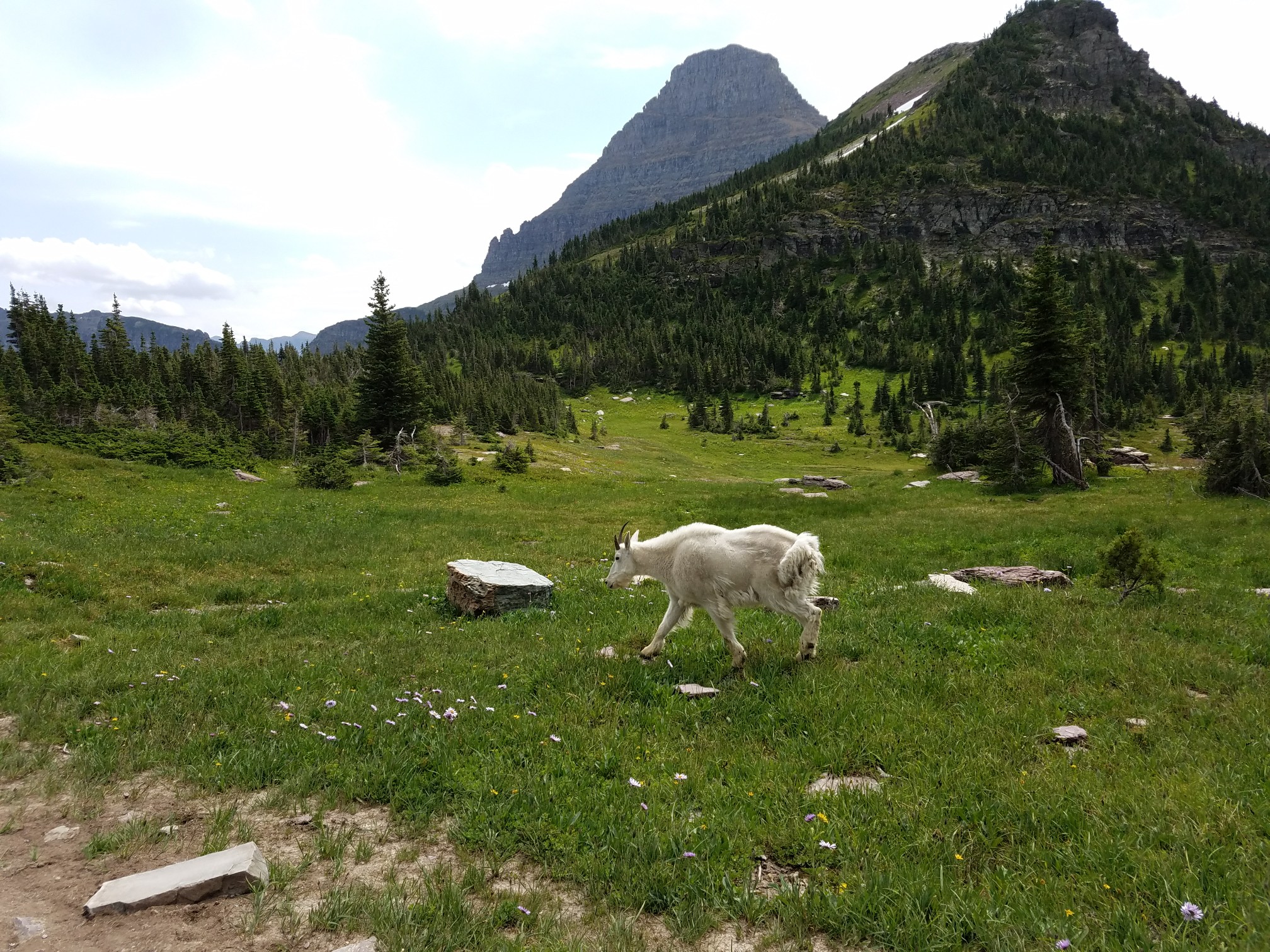 Wildlife Management Program | Confederated Salish Kootenai
