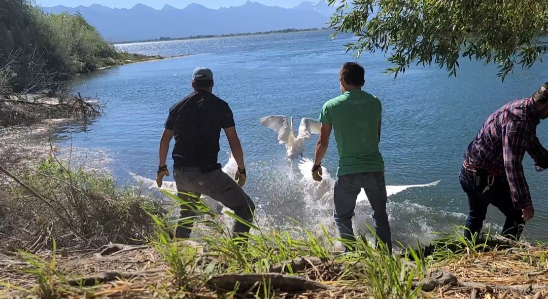 Wildlife Management Program | Confederated Salish Kootenai