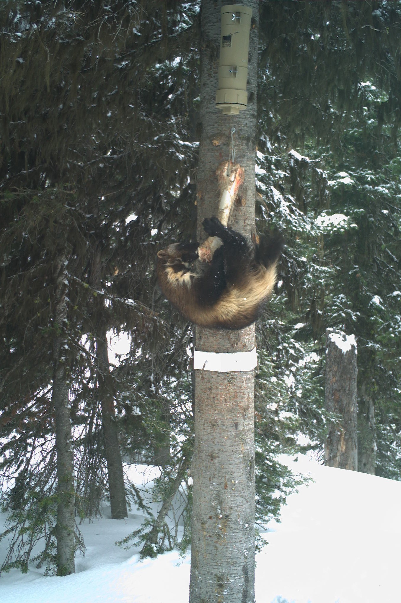 Wildlife Management Program | Confederated Salish Kootenai