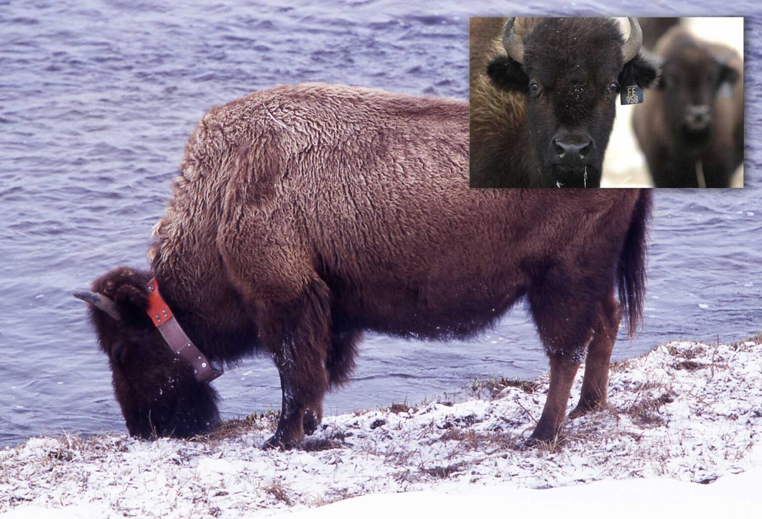 Bison Hunt | Confederated Salish & Kootenai Tribes