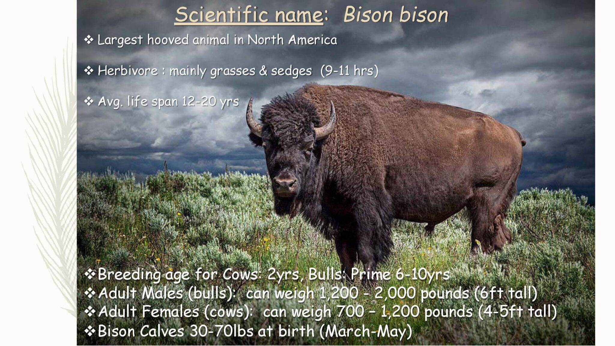 Bison Hunt | Confederated Salish & Kootenai Tribes